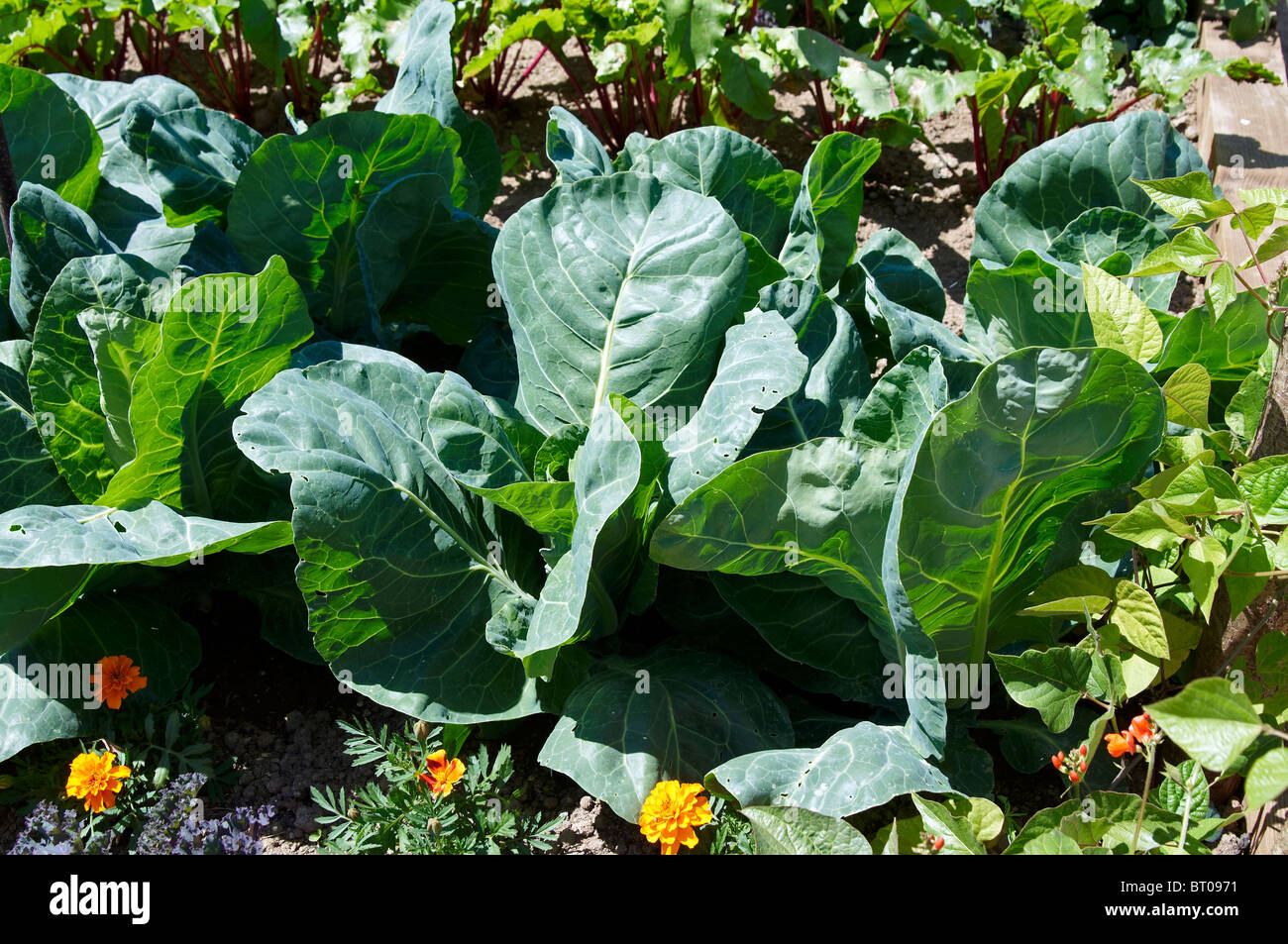 Oxheart Cabbage High Resolution Stock Photography and Images - Alamy