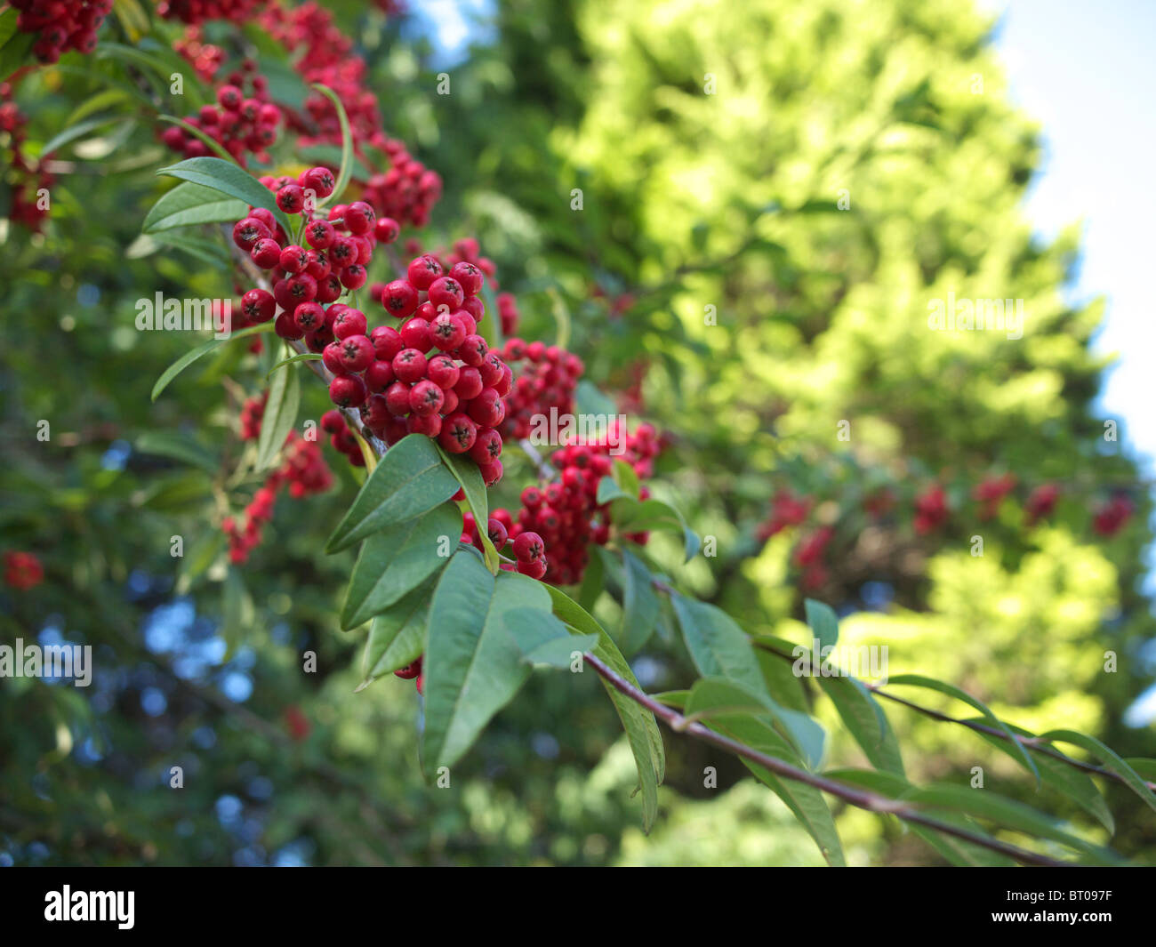 Red Berries on tree Stock Photo - Alamy