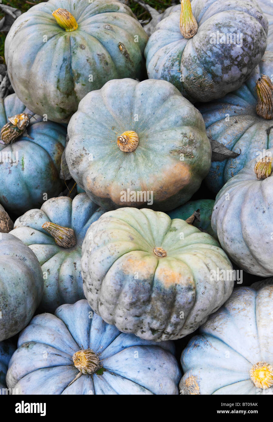 Blue farm pumpkins Stock Photo - Alamy