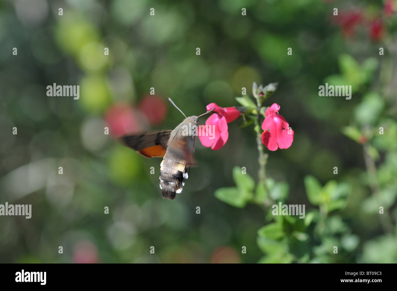 [Hummingbird Moth] in flight feeding taking nectar winged moth flight ...
