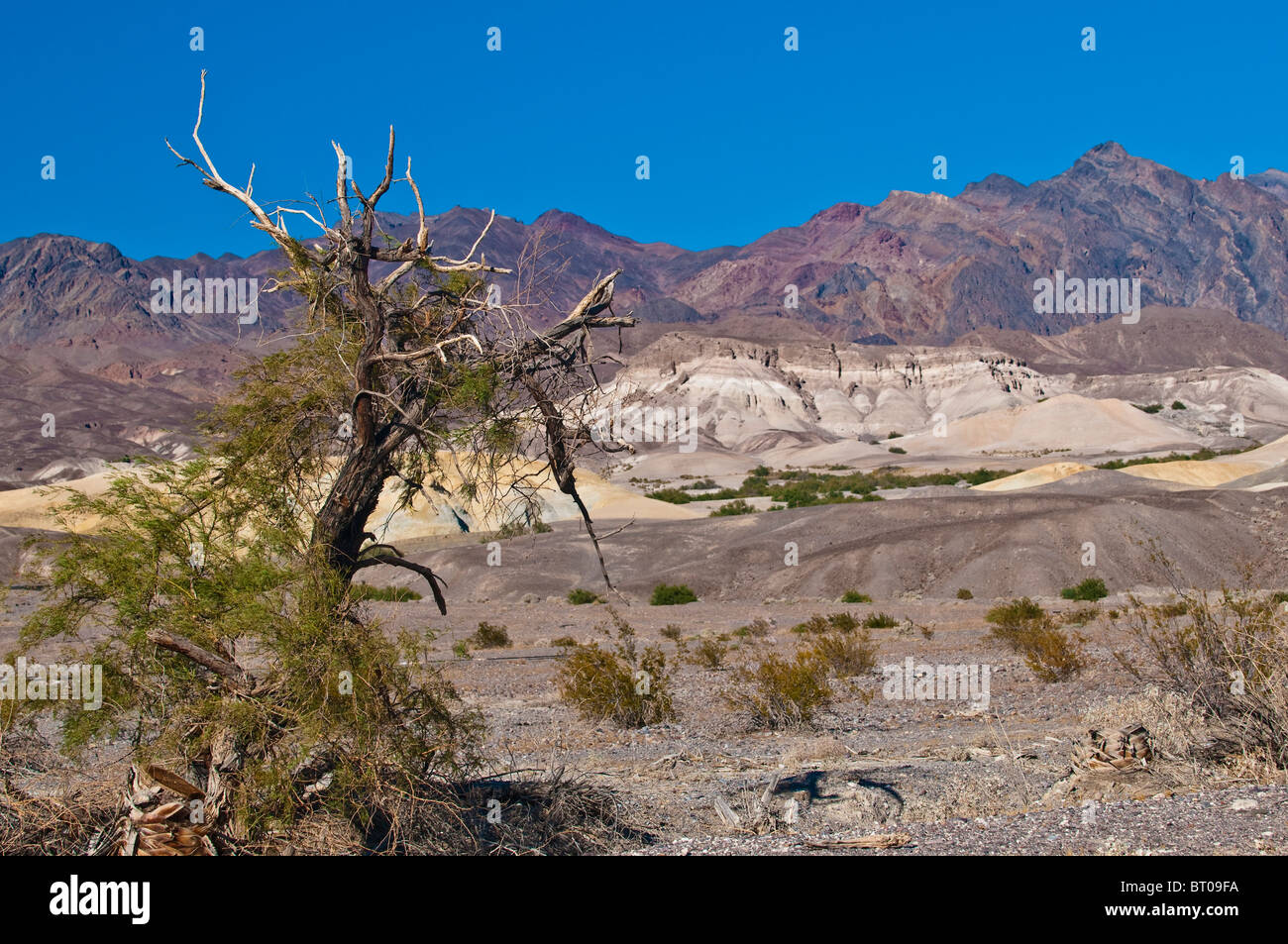Dead, dried up tree in Death Valley National Park, California, USA ...