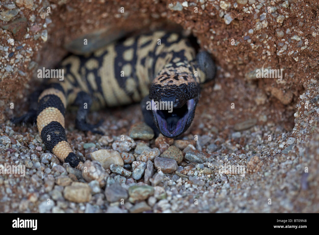 Gila monster (Heloderma suspectum) Sonoran Desert - Arizona - Defensive ...