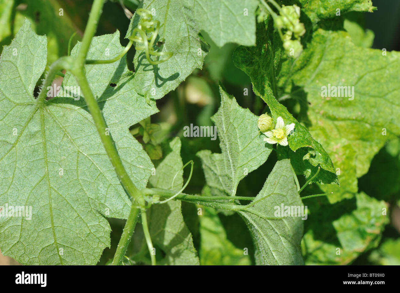 European white bryony - Red bryony (Bryonia dioica) flowering in summer ...