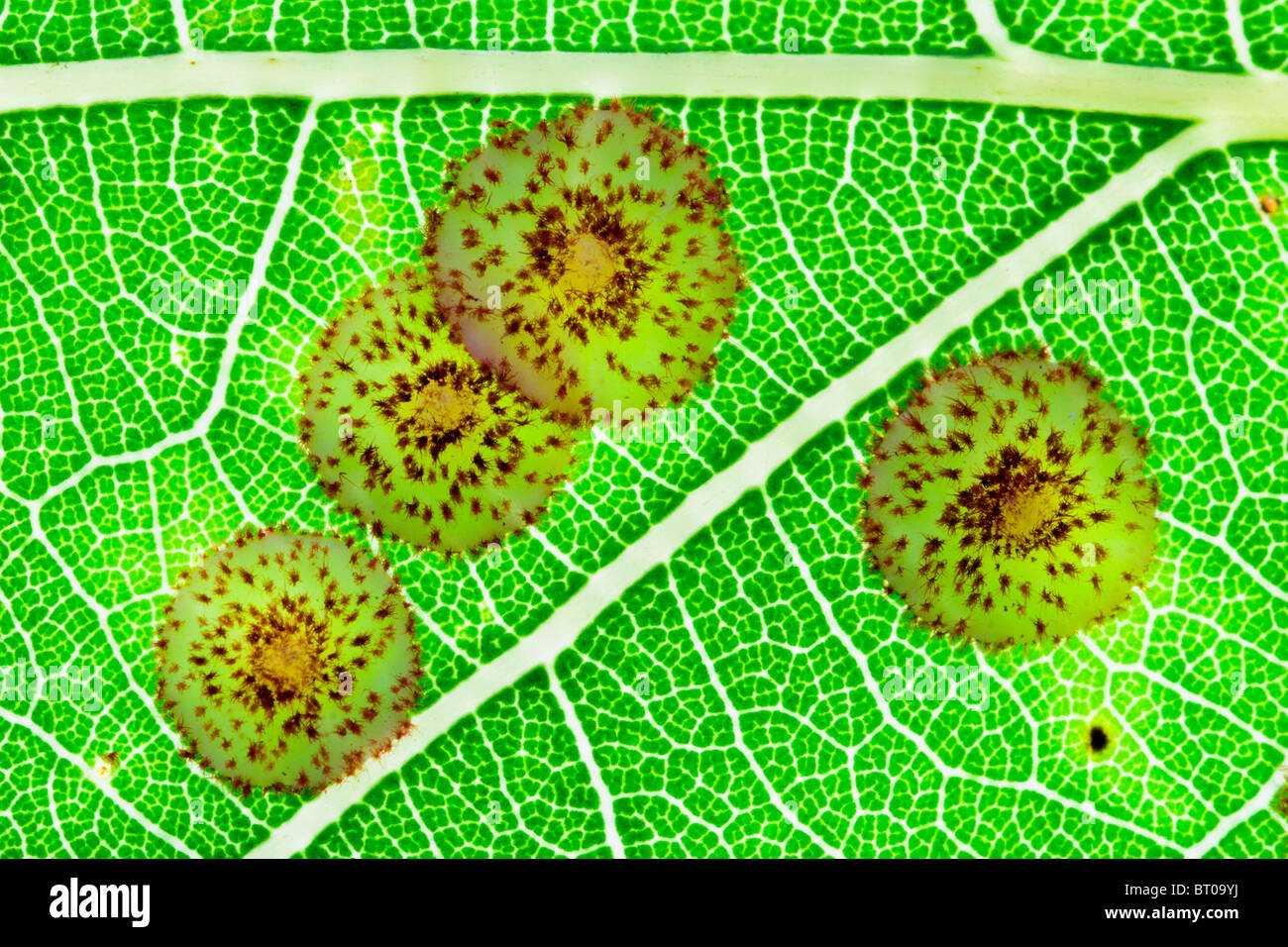 Spangle galls on oak leaf Stock Photo - Alamy Spangle galls on oak leaf Stock Photo - Alamy