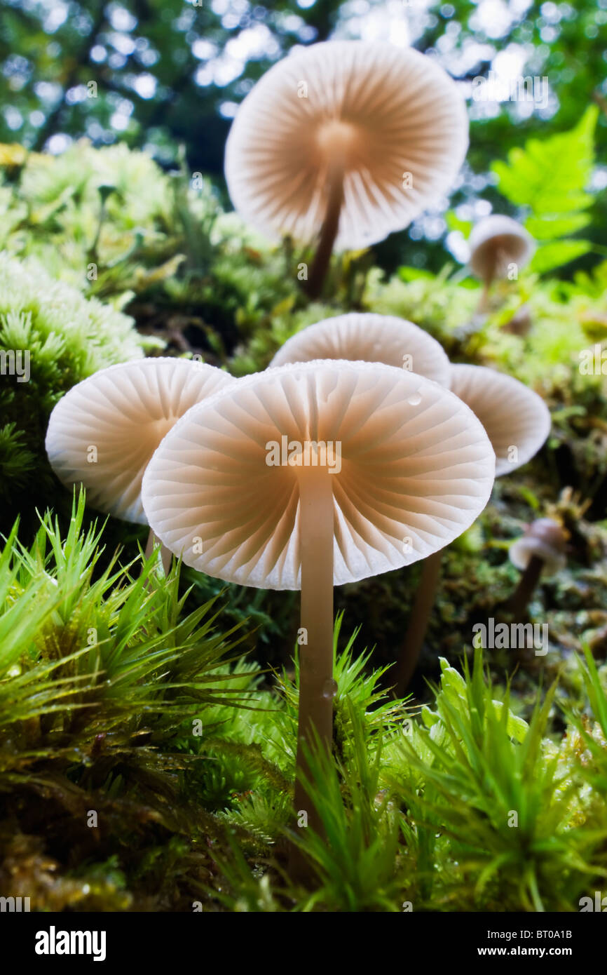Common Bonnet Fungi on moss covered log Stock Photo - Alamy