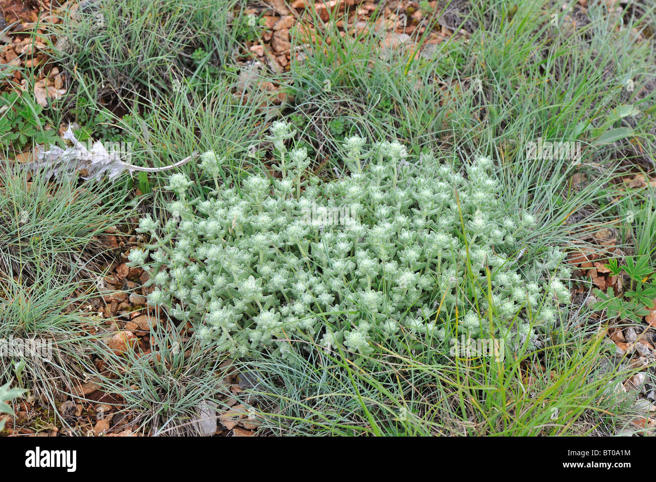 Gold Germander - Felty germander (Teucrium aureum - Teucrium polium ...