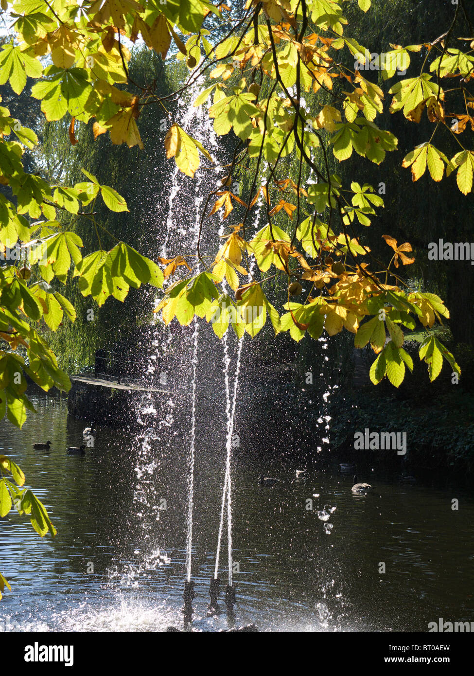 Tree water fountain hi-res stock photography and images - Alamy