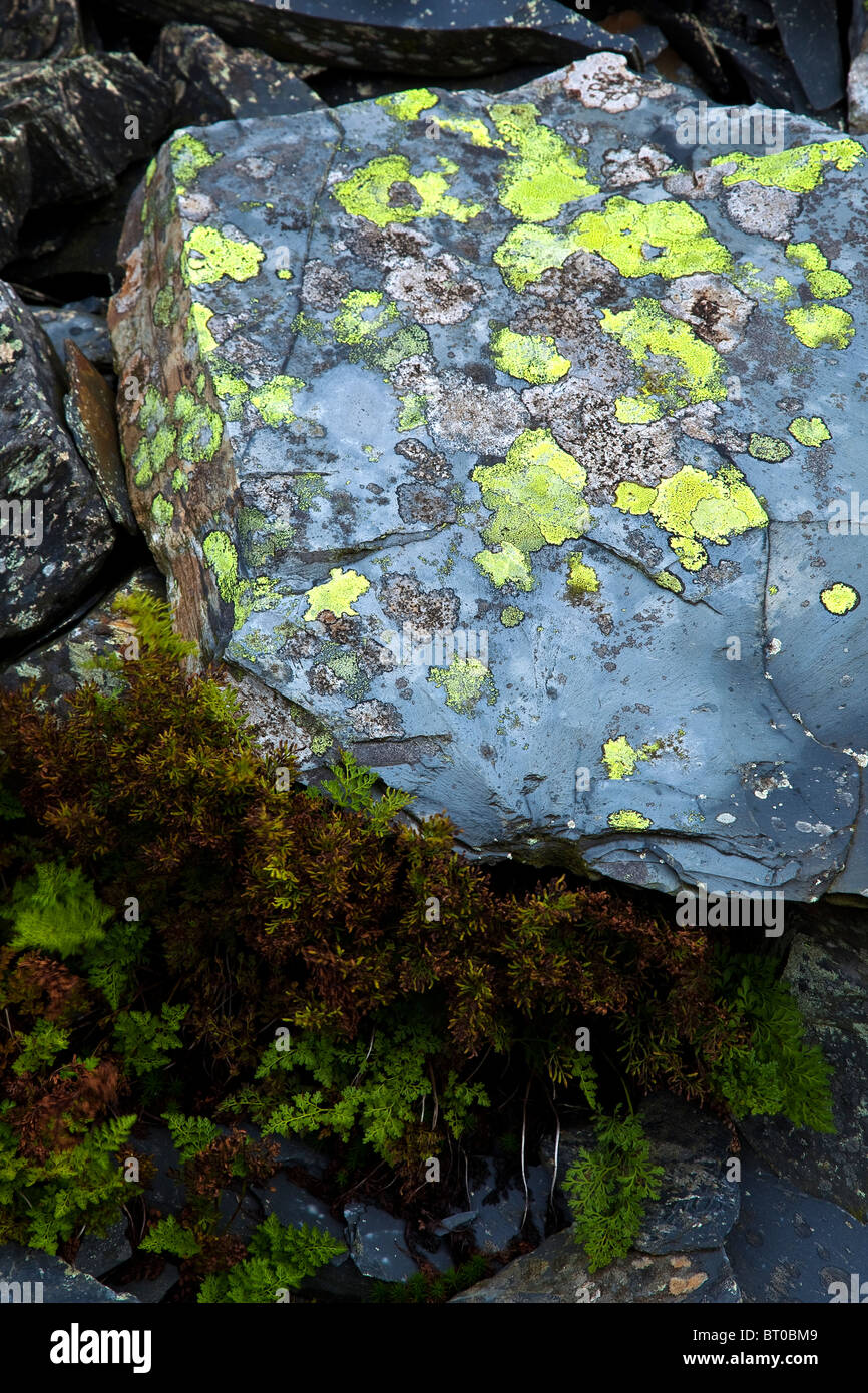 Ferns & Lichen Stock Photo - Alamy