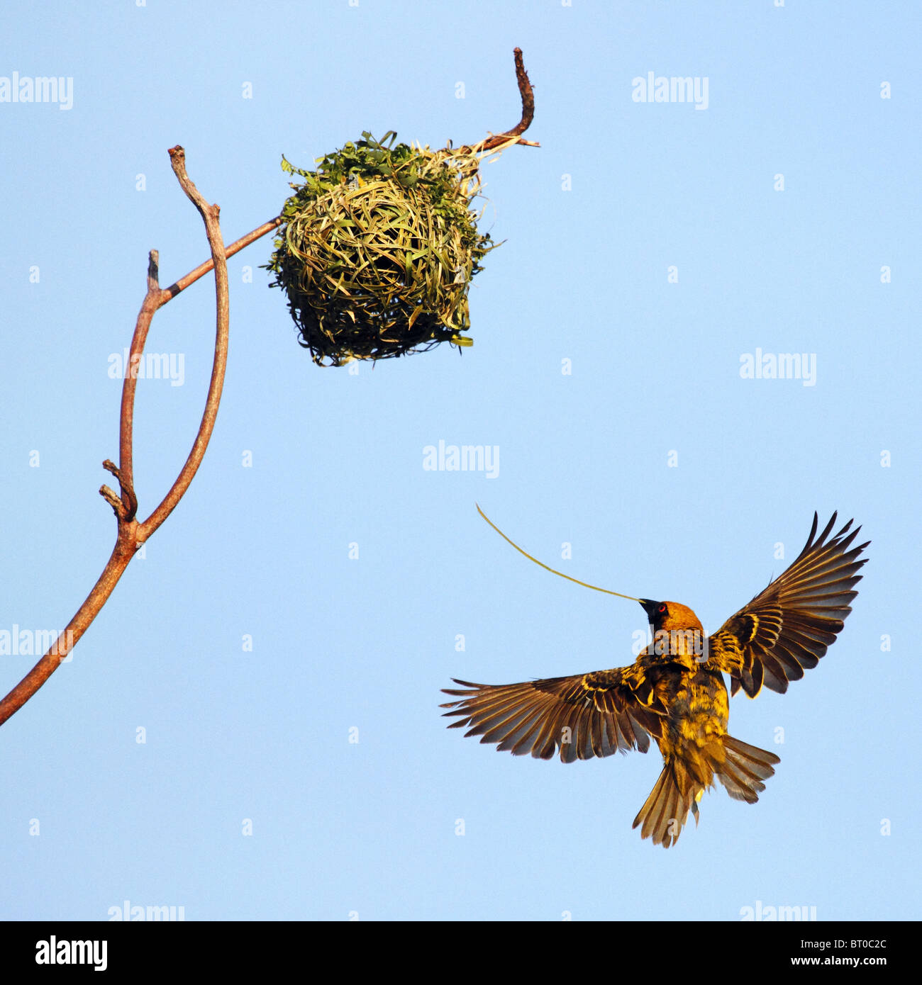 Square headed bird hi-res stock photography and images - Alamy