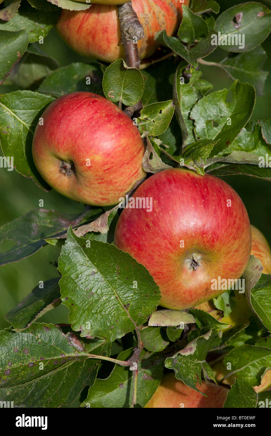 Bunch of ripe eating apples tree Stoke Orchard Cheltenham UK Stock ...