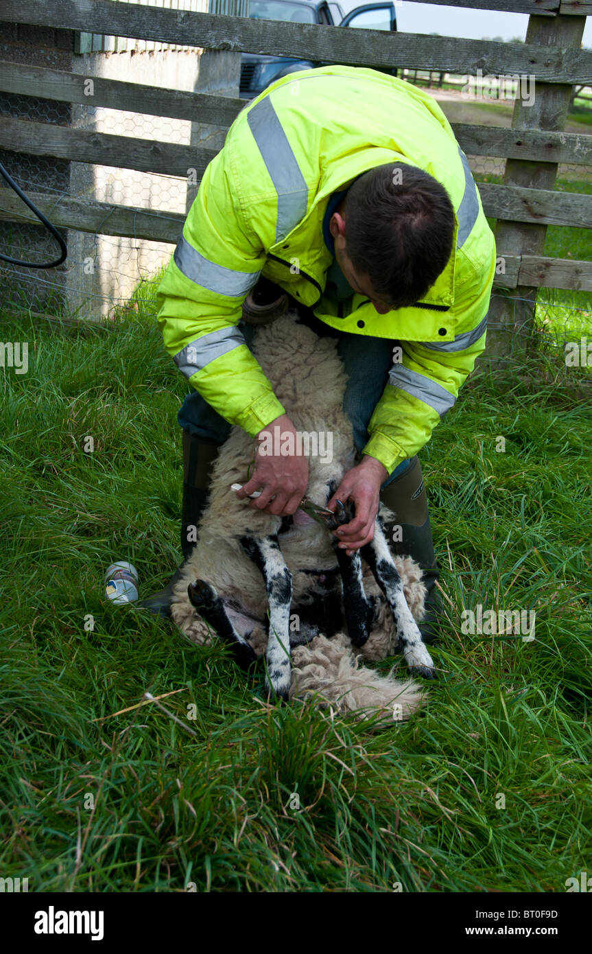 Farmer inspecting sheep hi-res stock photography and images - Alamy