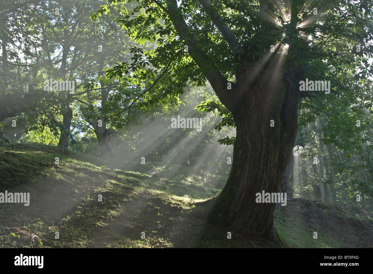 Chestnut tree (Castanea sativa Stock Photo - Alamy