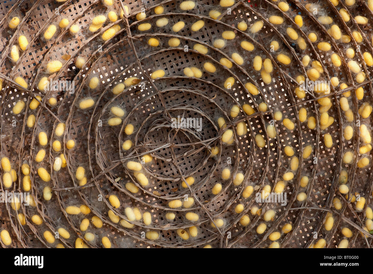 Chinese silk cocoons hi-res stock photography and images - Alamy