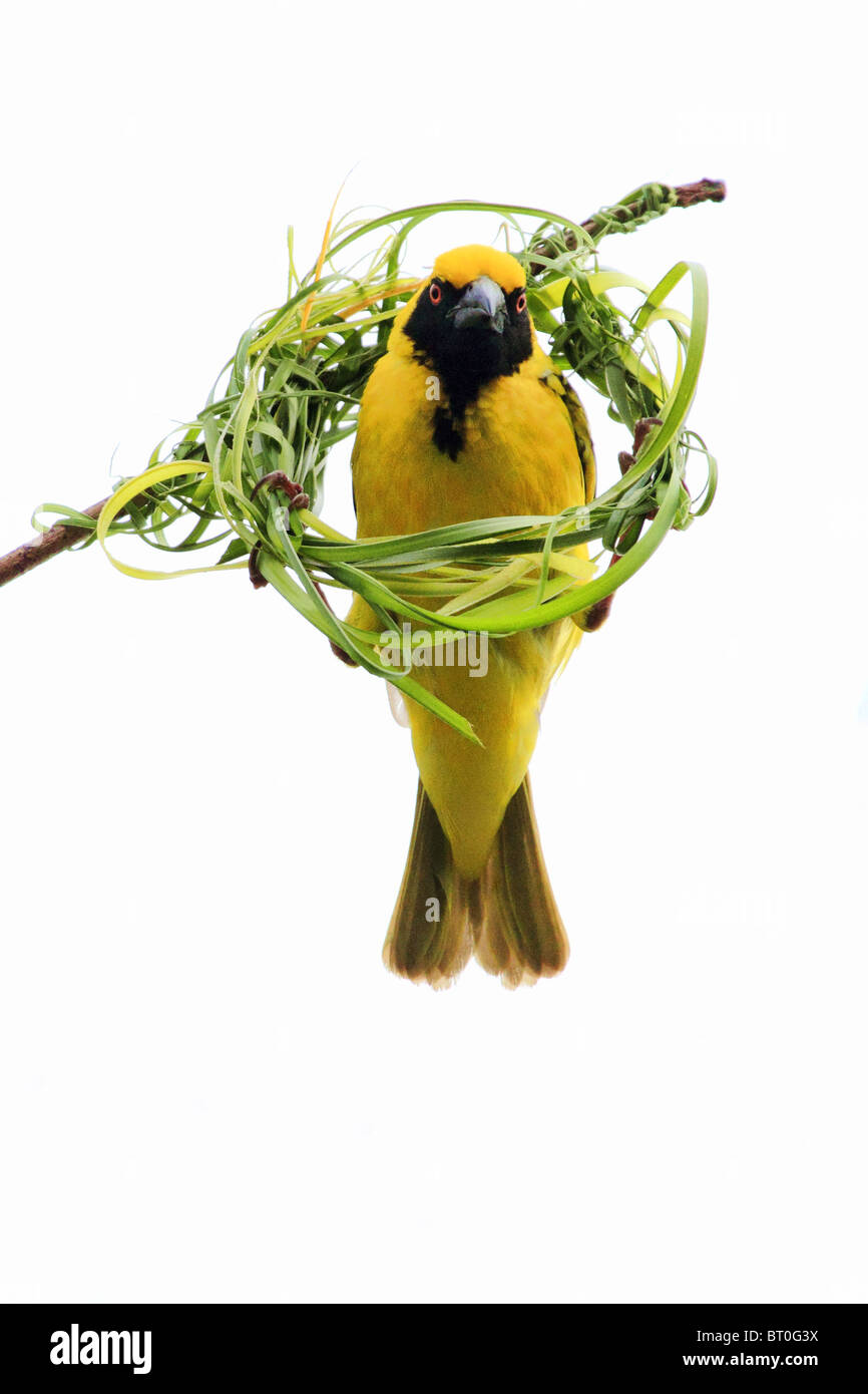 Weaver Bird Of Wa State