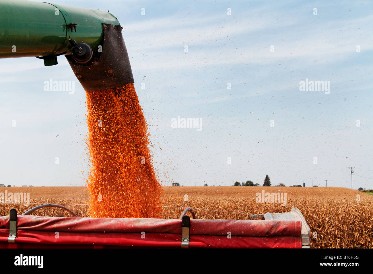 Unloading corn into a truck Stock Photo - Alamy