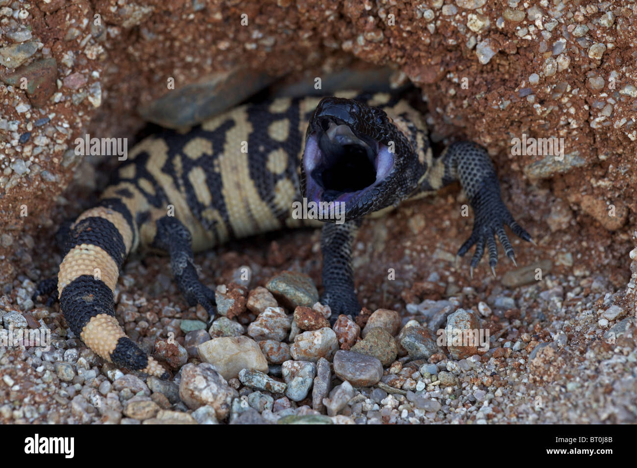 Gila monster (Heloderma suspectum) Sonoran Desert - Arizona - Defensive ...