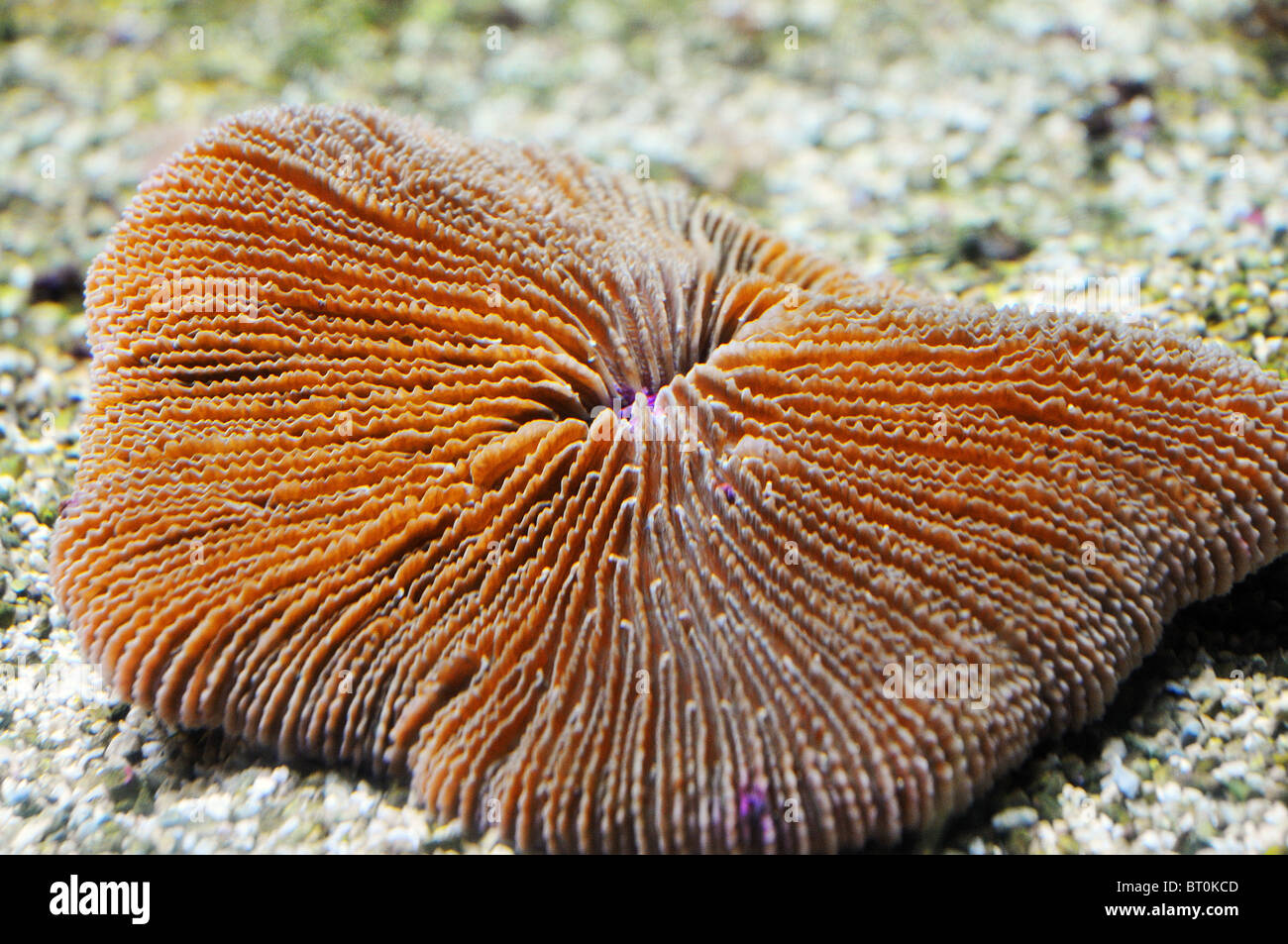 Hard coral polyp hi-res stock photography and images - Alamy