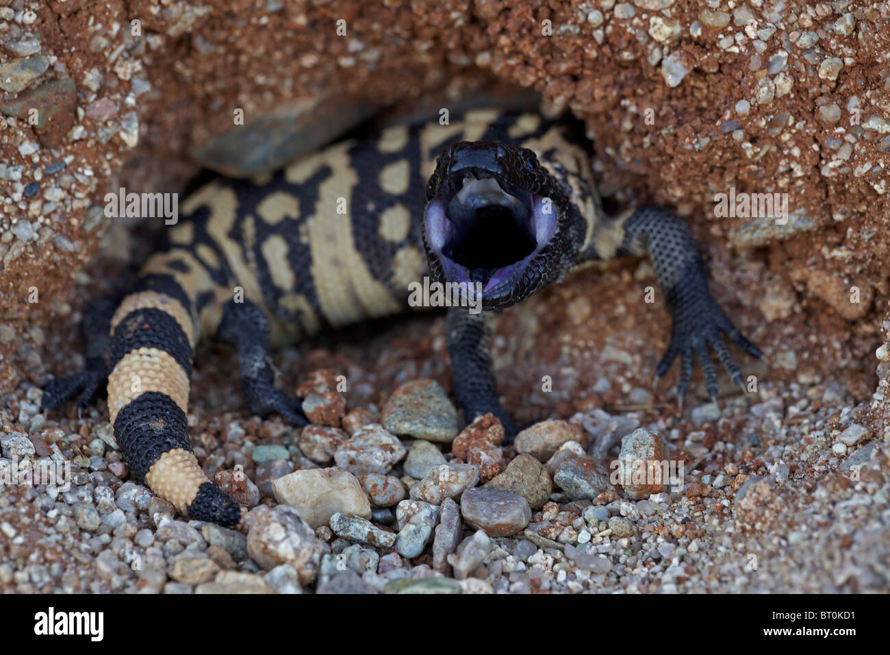 Gila monsters hi-res stock photography and images - Alamy