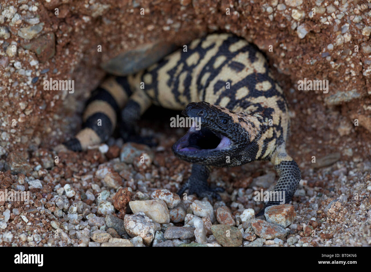 Gila monster (Heloderma suspectum) Sonoran Desert - Arizona - Defensive ...