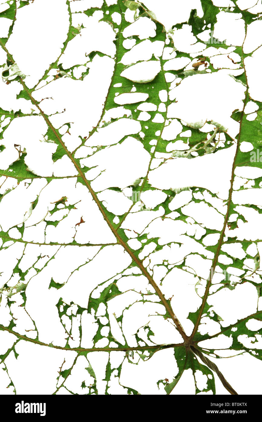 Dried up crumpled leaf hi-res stock photography and images - Alamy