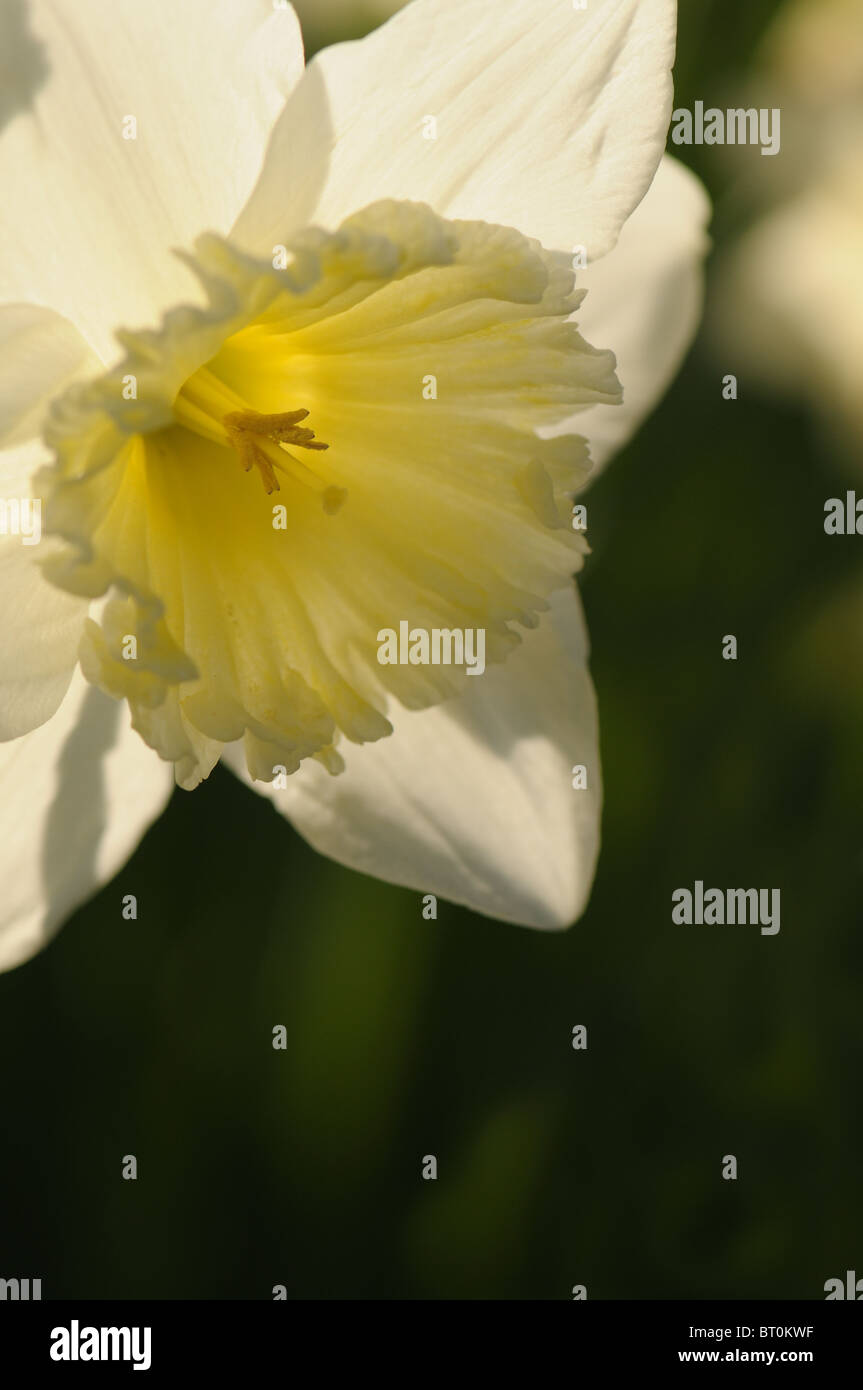 Spring daffodils catching the sun Stock Photo - Alamy
