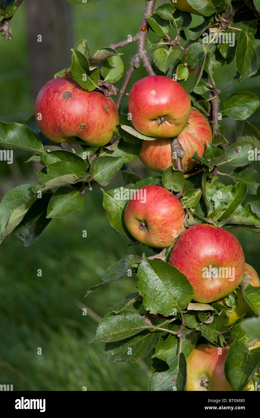 Bunch of ripe eating apples tree Stoke Orchard Cheltenham UK Stock ...