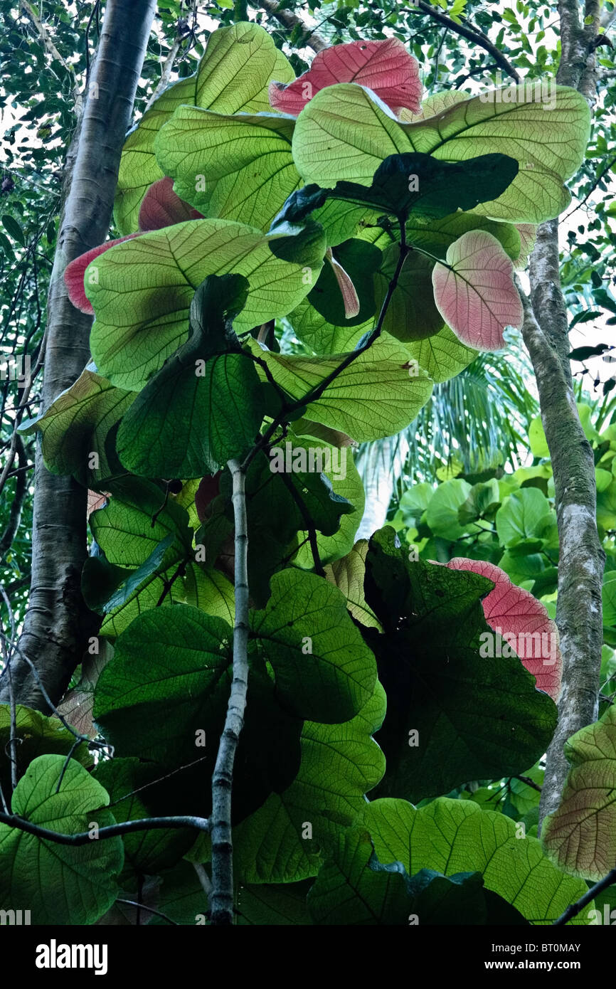 Tree and vegetation hi-res stock photography and images - Alamy