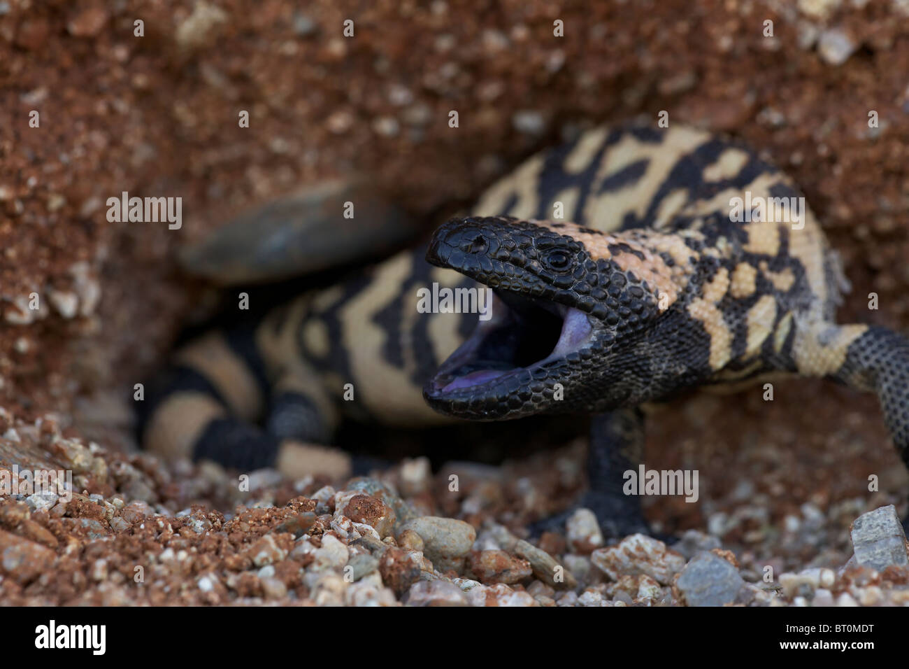 Gila Monster Venom Gland