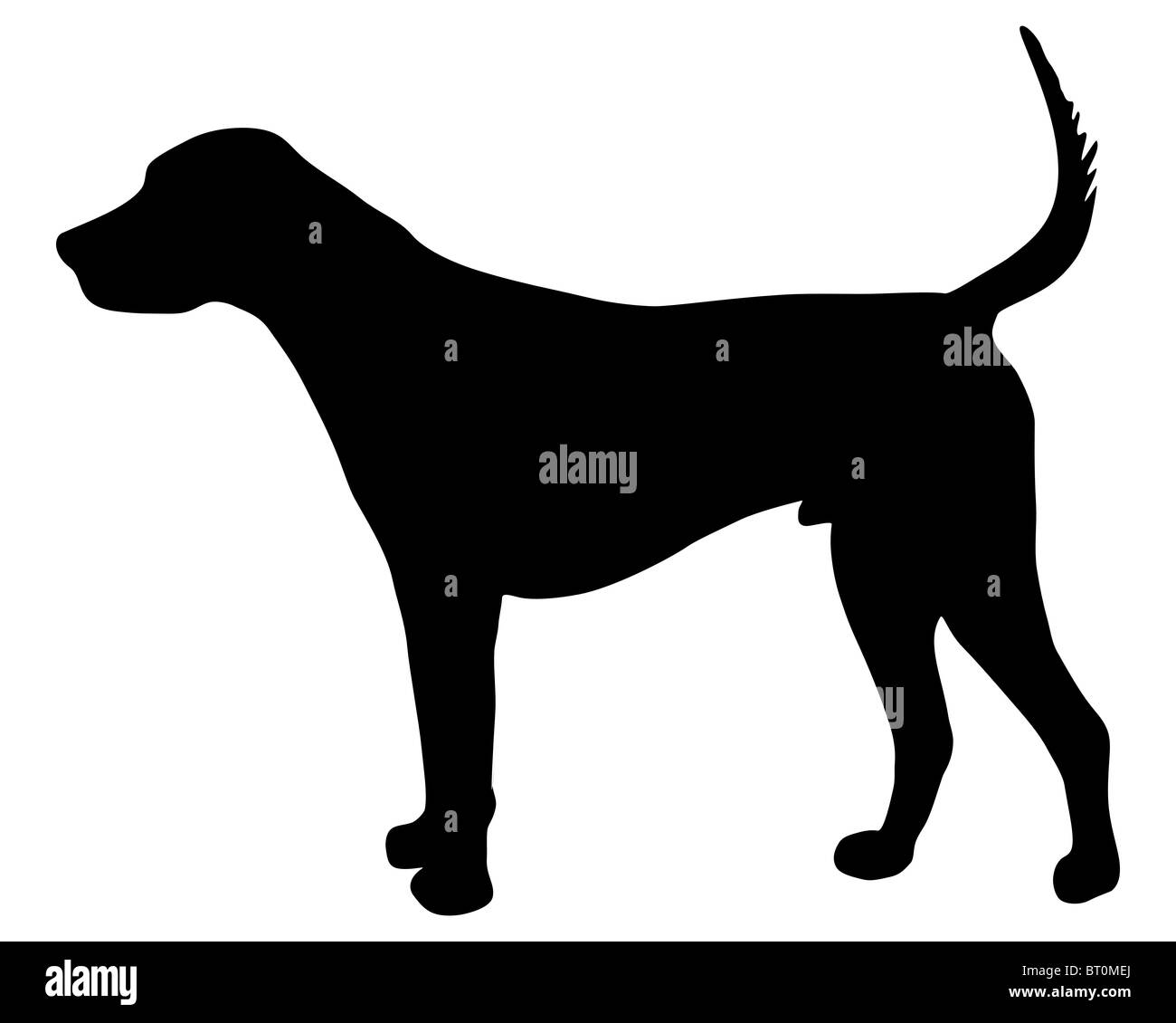 Foxhound hunting Black and White Stock Photos & Images - Alamy