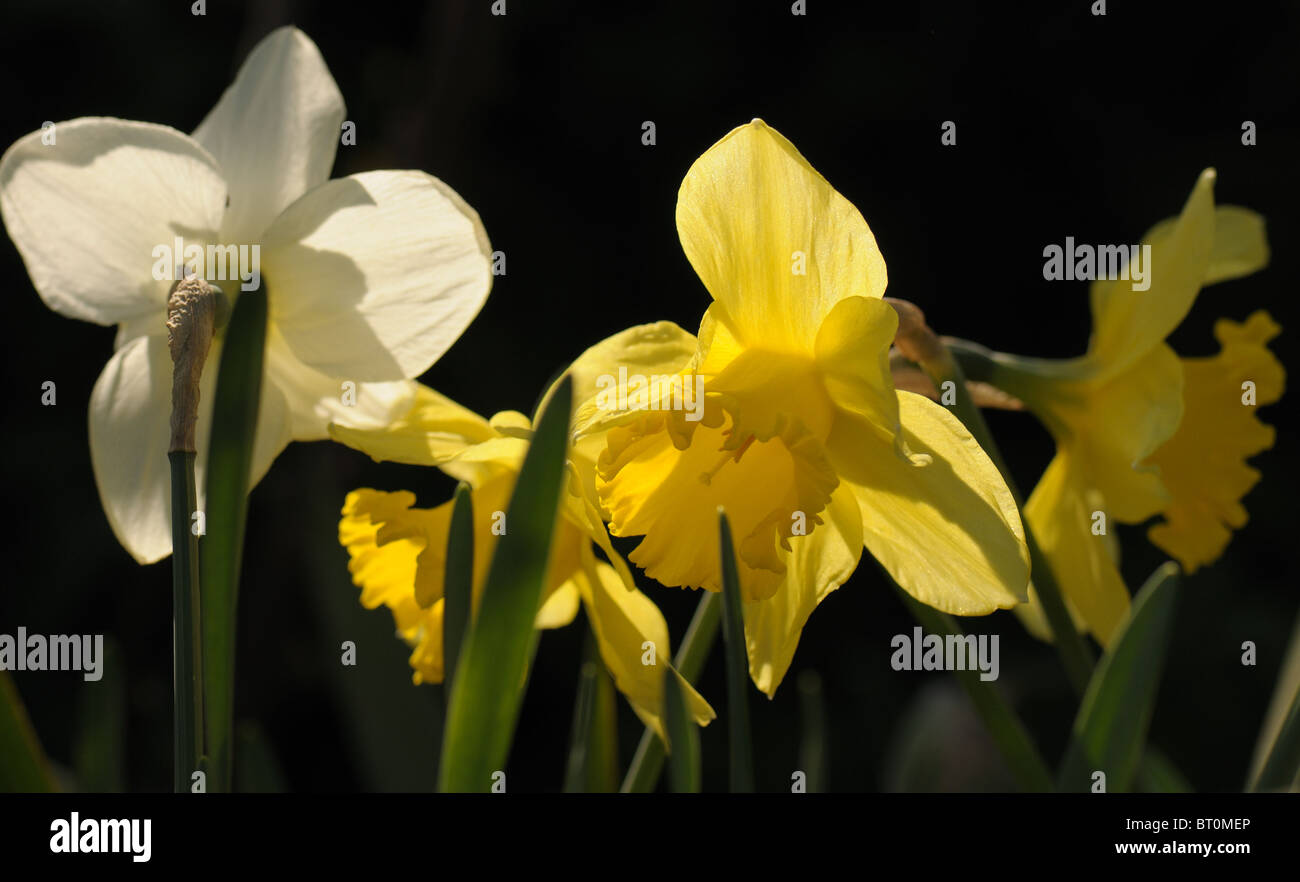 Spring daffodils catching the sun Stock Photo - Alamy