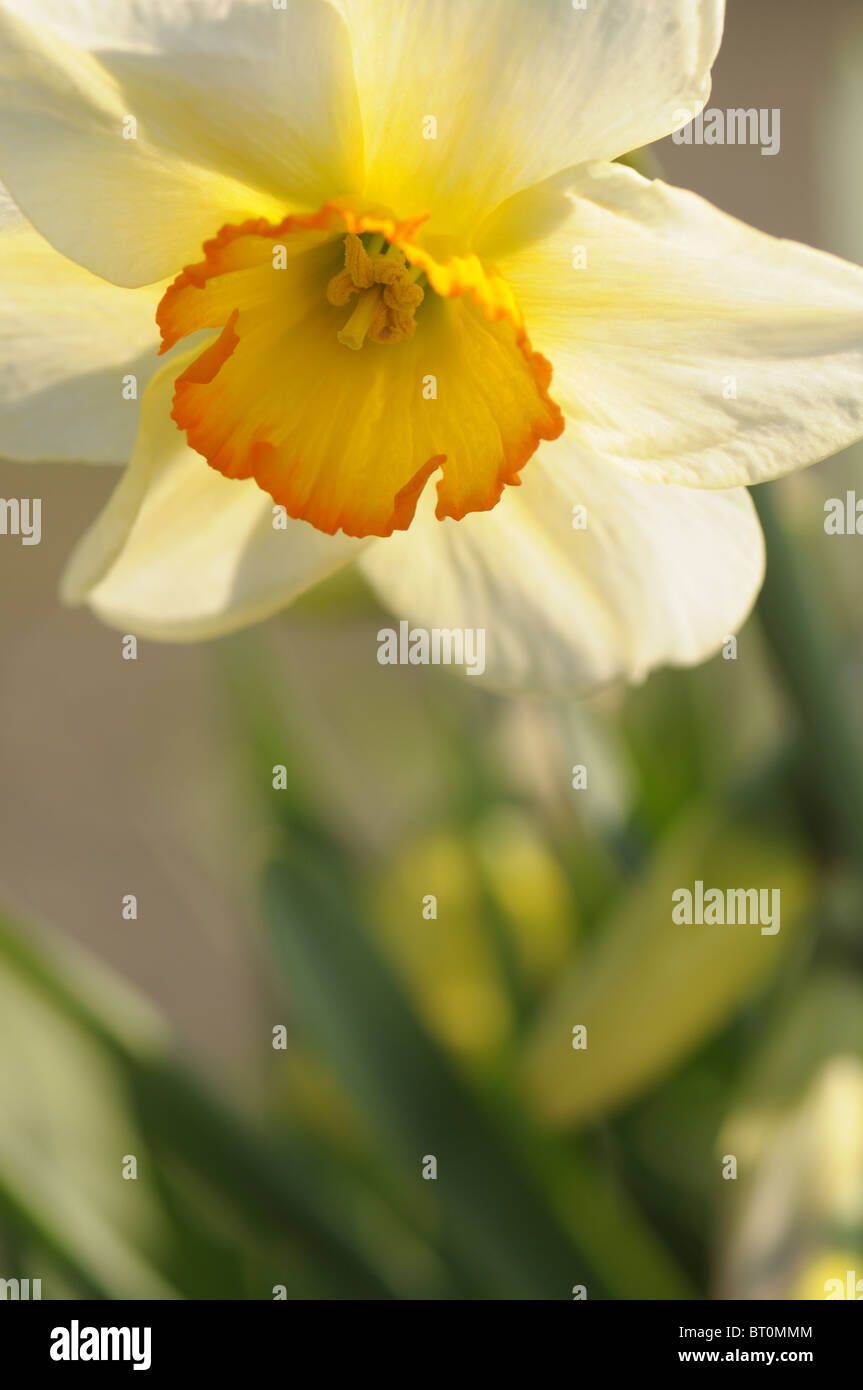 Spring daffodils catching the sun Stock Photo - Alamy