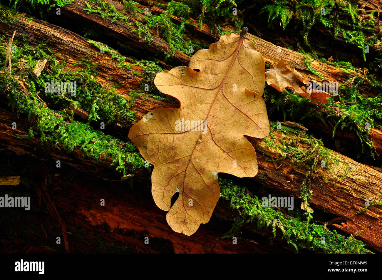 Moss covered log hi-res stock photography and images - Alamy