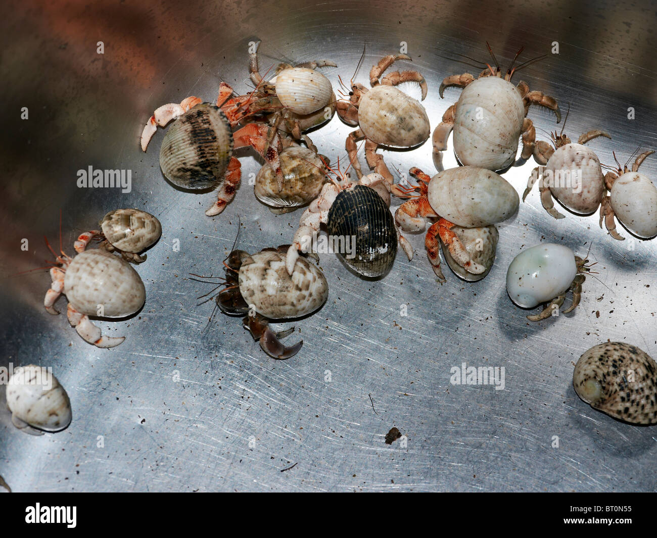 Hermit crabs racing hi-res stock photography and images - Alamy
