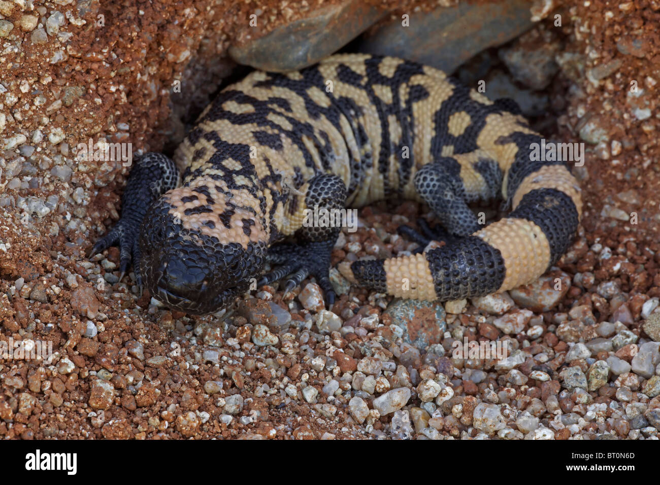 Gila Monster Classification