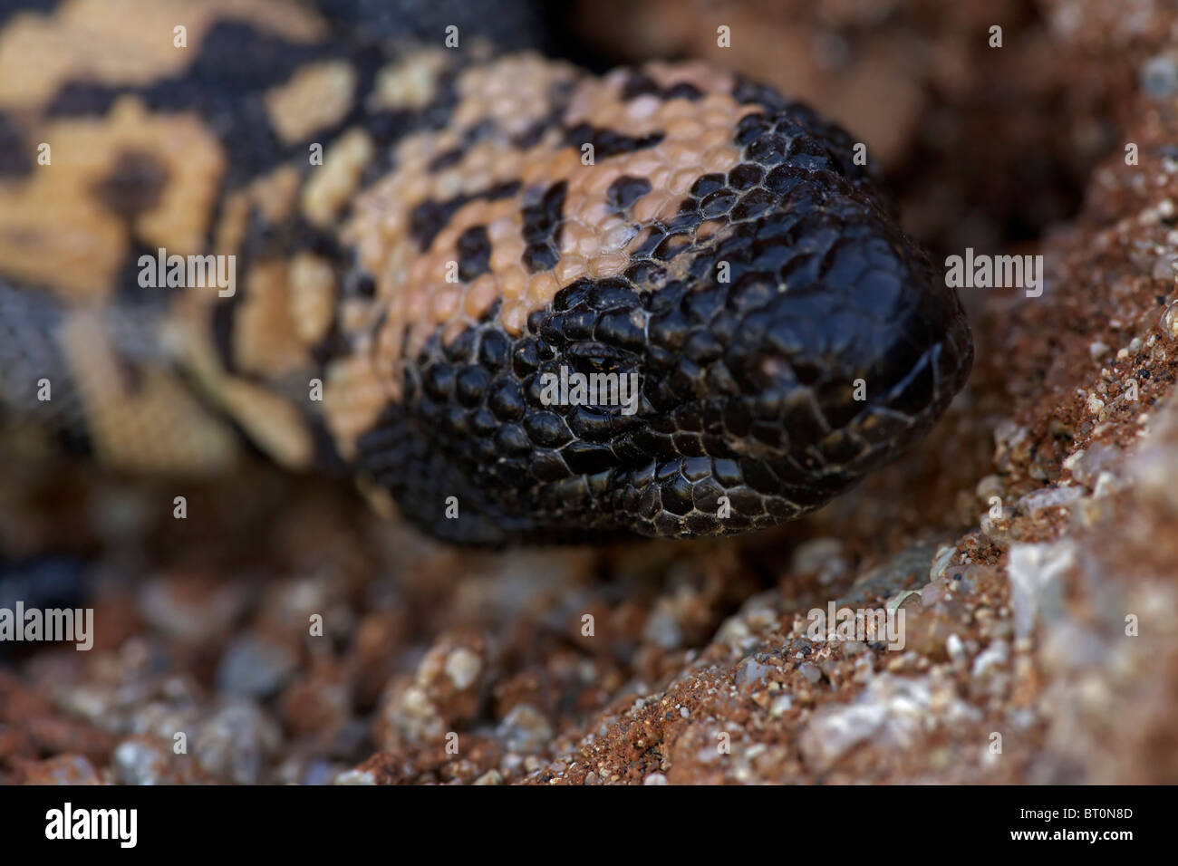 Venomous poison poisonous lizard hi-res stock photography and images ...