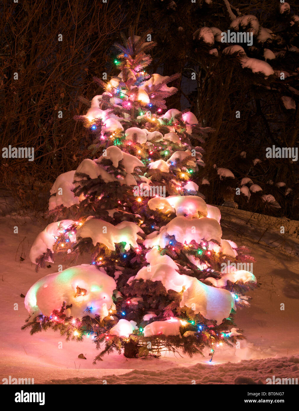 Christmas tree with lights and snow Stock Photo - Alamy