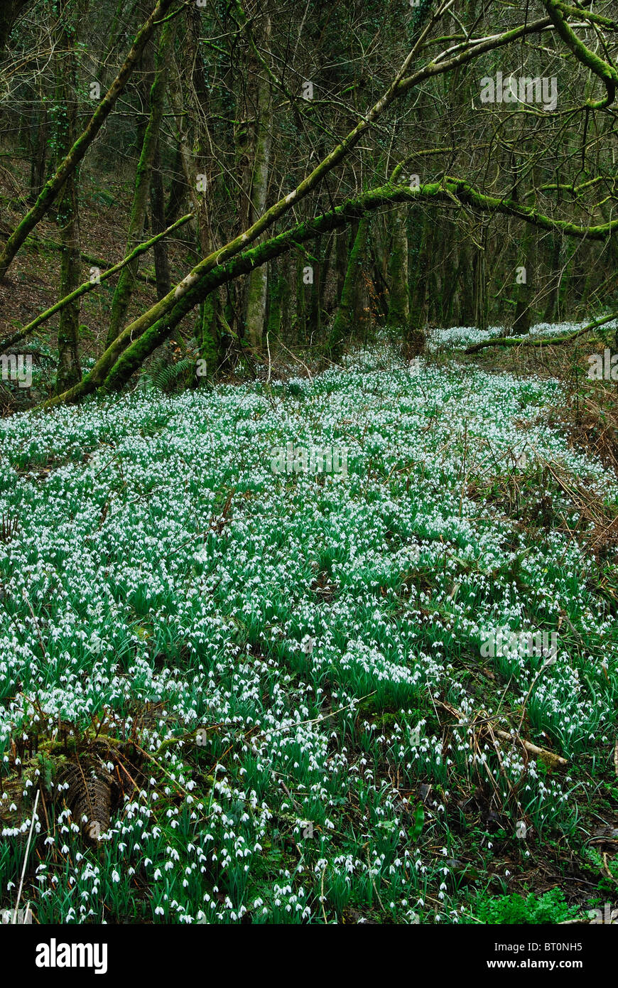 Snowdrop valley hi-res stock photography and images - Alamy