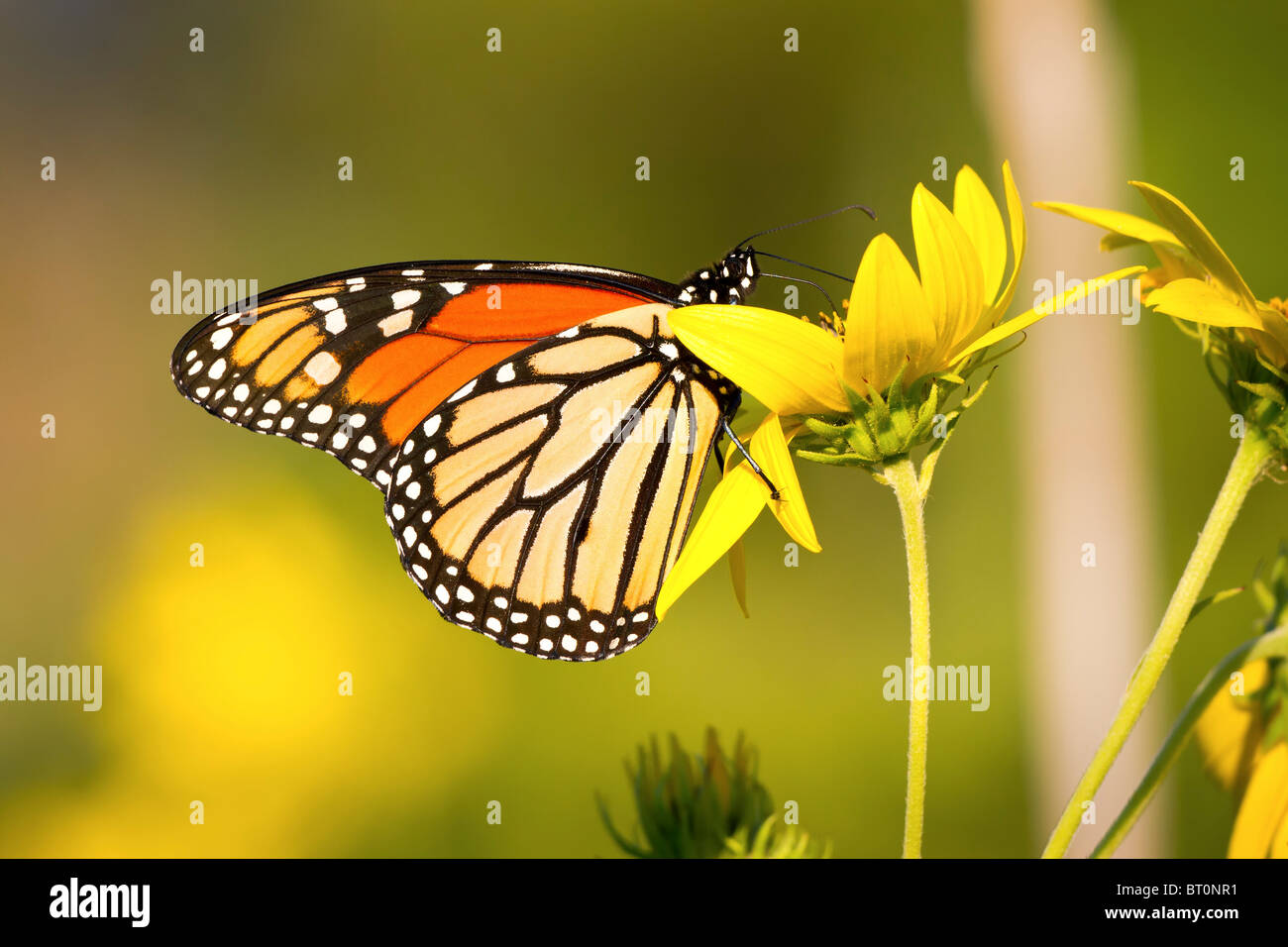 Monarch danaus plexippus butterfly hi-res stock photography and images ...