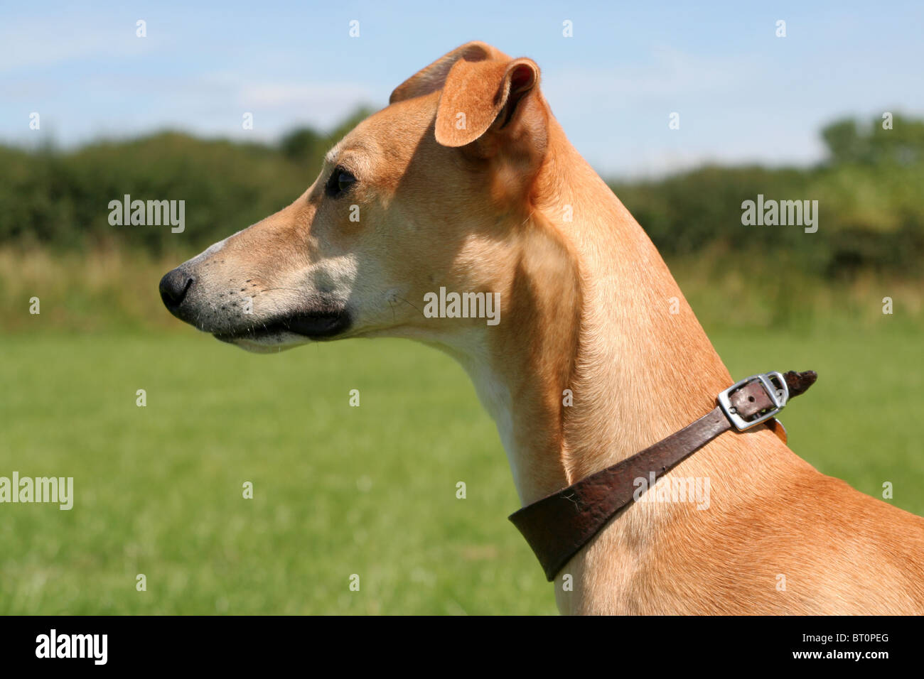 Whippet Profile High Resolution Stock Photography and Images - Alamy