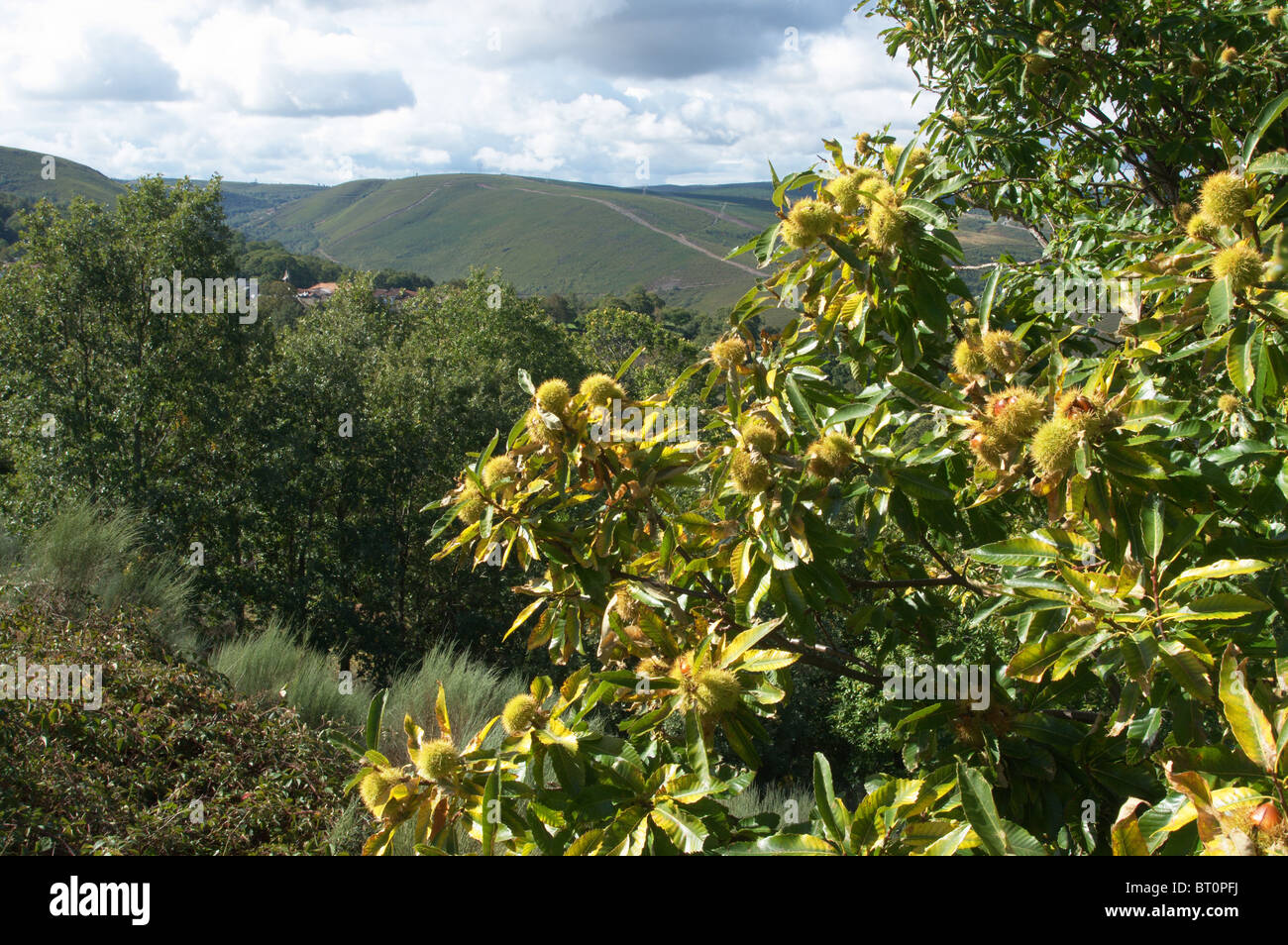Castanea hi-res stock photography and images - Alamy