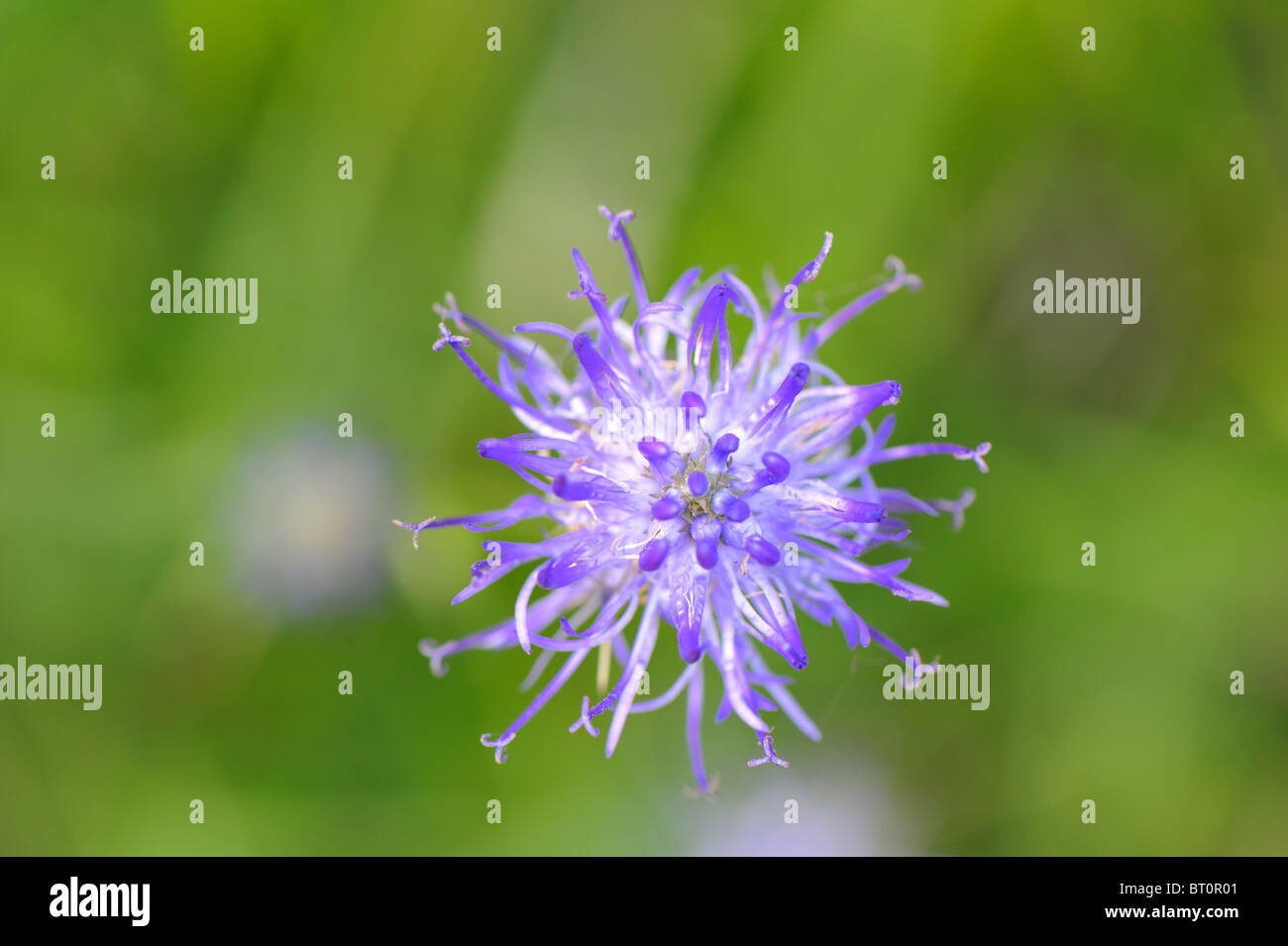 Round-headed Rampion (Phyteuma orbiculare) flowering at the end of ...