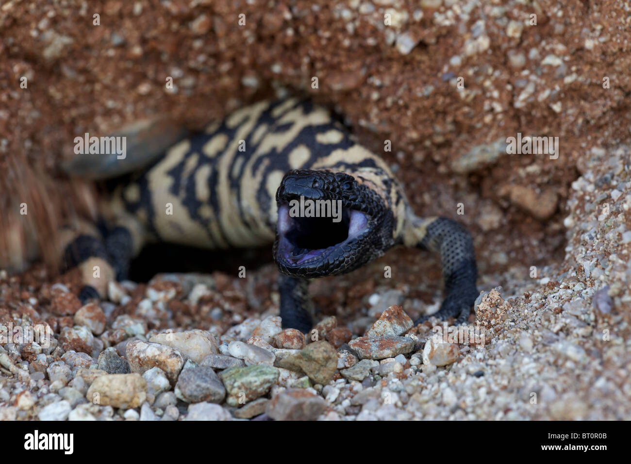 Gila Monster Venom Gland