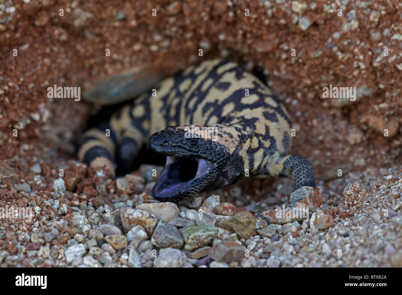 Gila monsters hi-res stock photography and images - Alamy