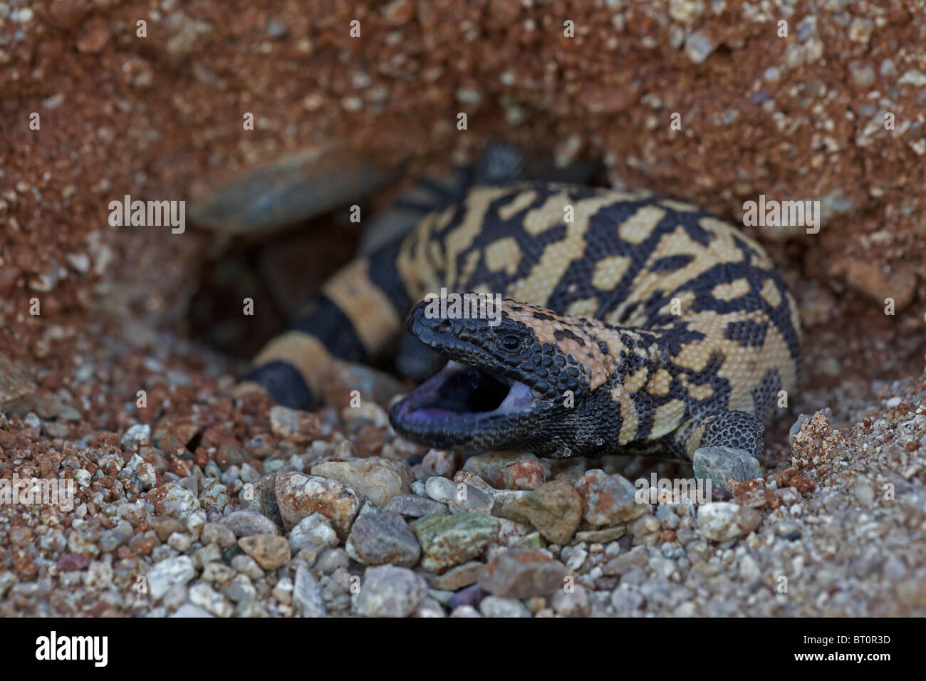 Gila monster (Heloderma suspectum) Sonoran Desert - Arizona - Defensive ...