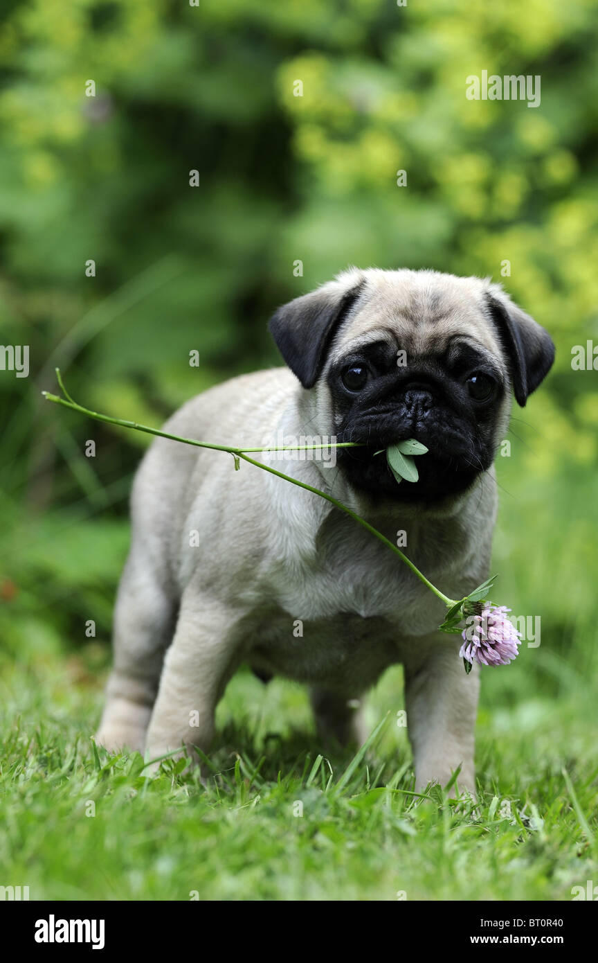 Pug (Canis lupus familiaris). Puppy in a garden, carrying a clover ...
