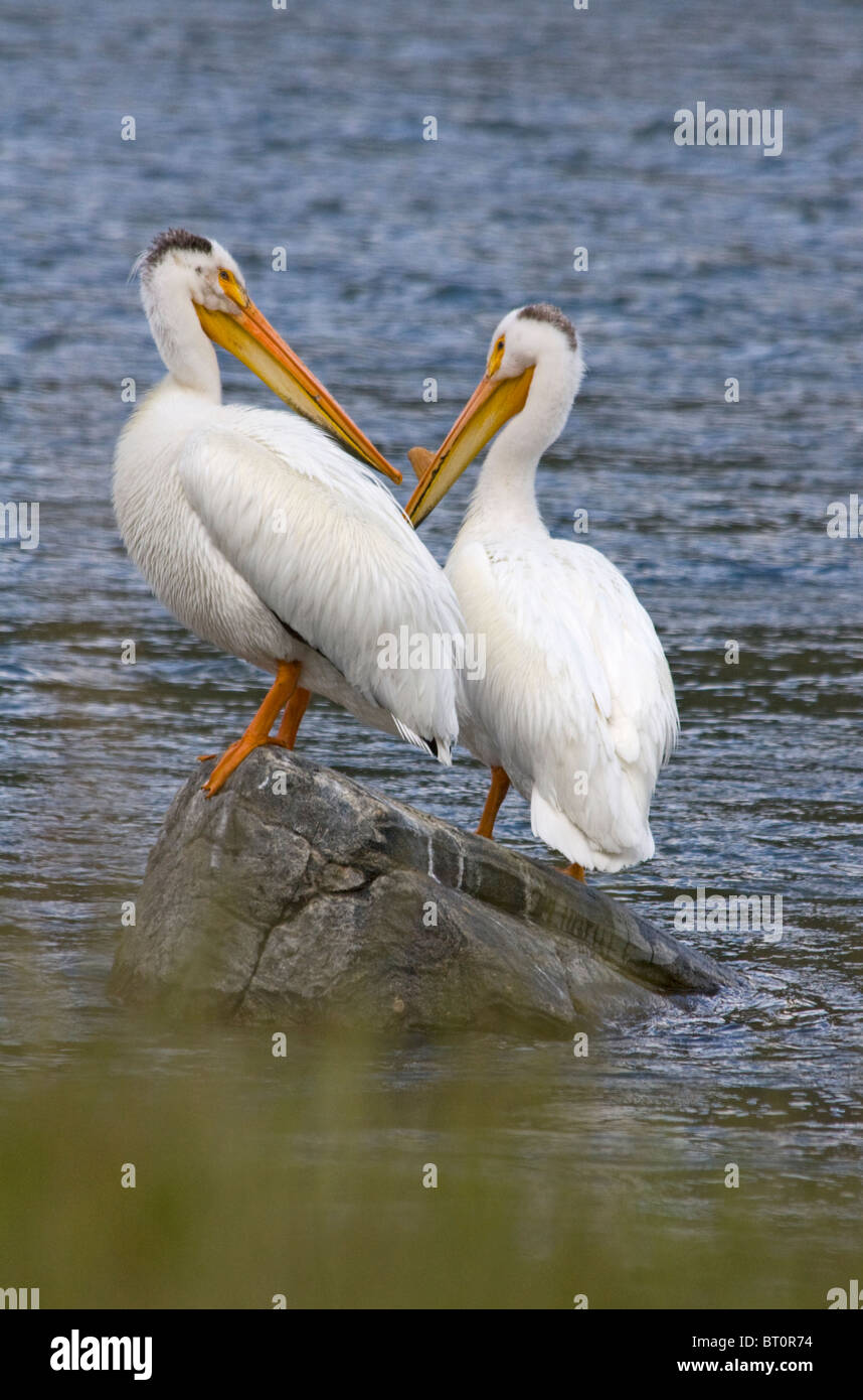 American white pelicans eating hi-res stock photography and images - Alamy