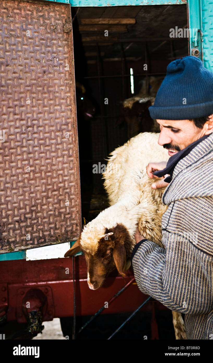 A Berber man holding one of his young sheep Stock Photo - Alamy
