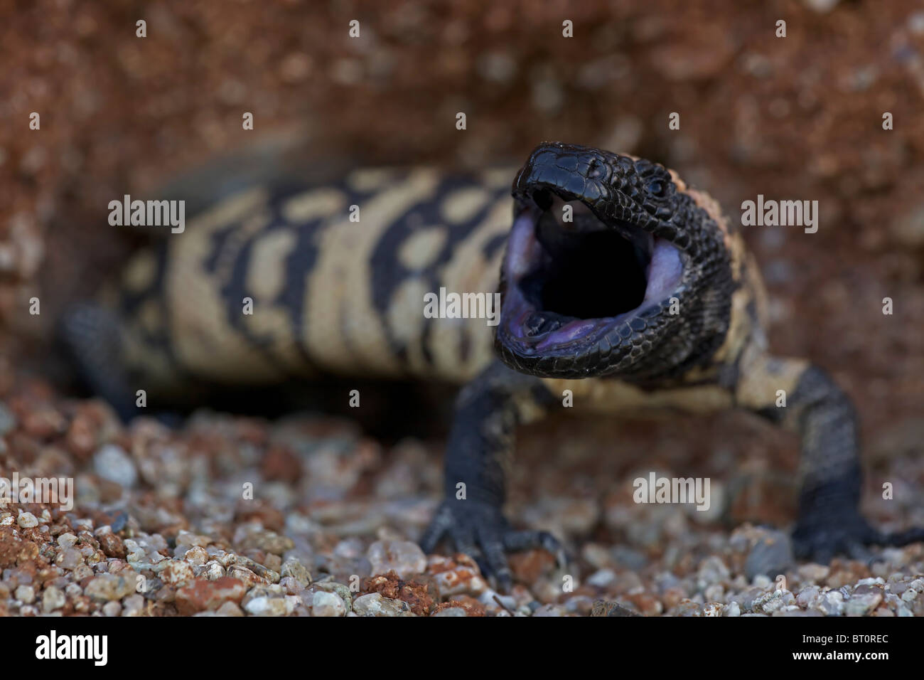 Gila monster heloderma suspectum venomous lizard squamata hi-res stock ...