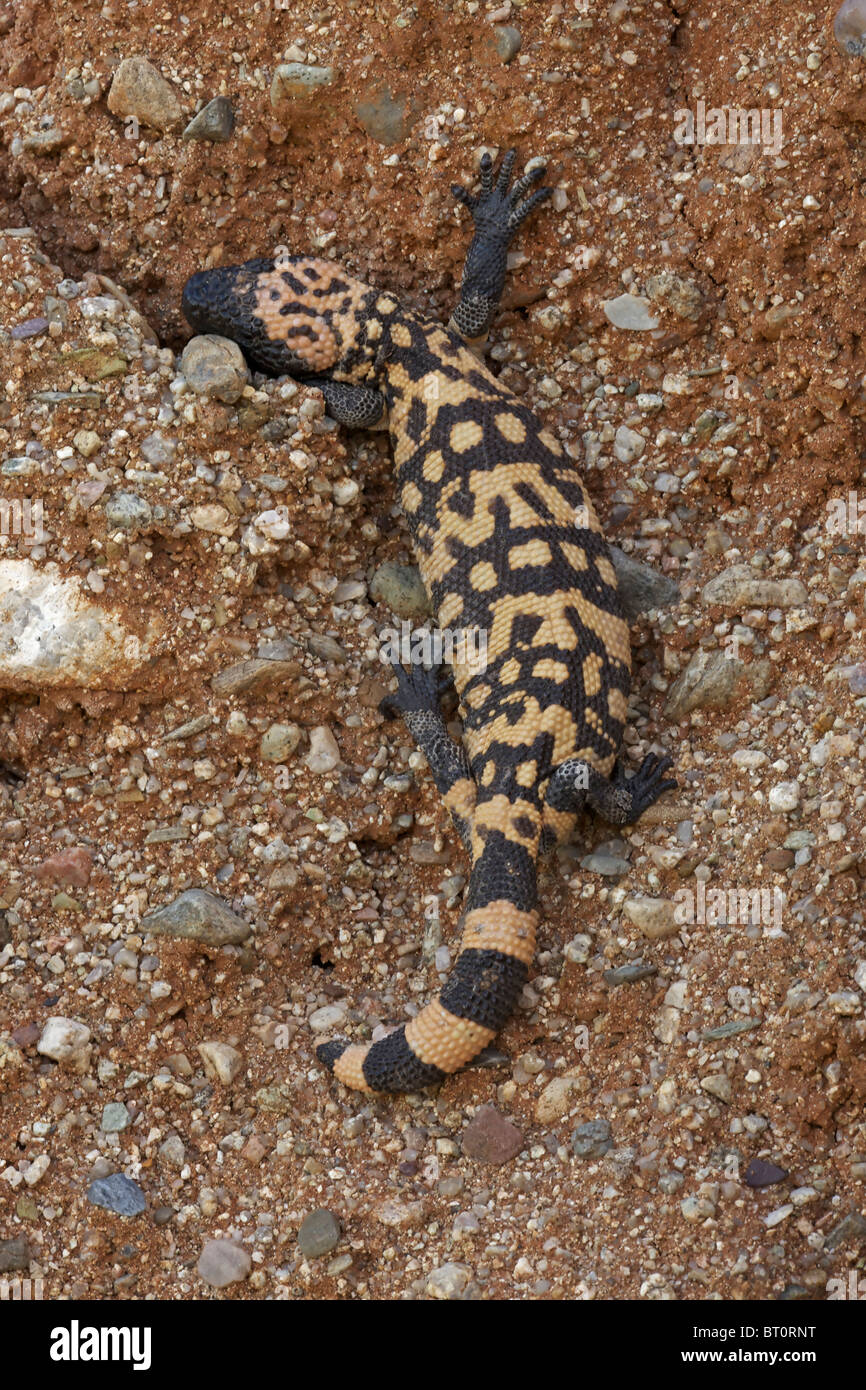 Gila monster (Heloderma suspectum) Sonoran Desert - Arizona - One of ...