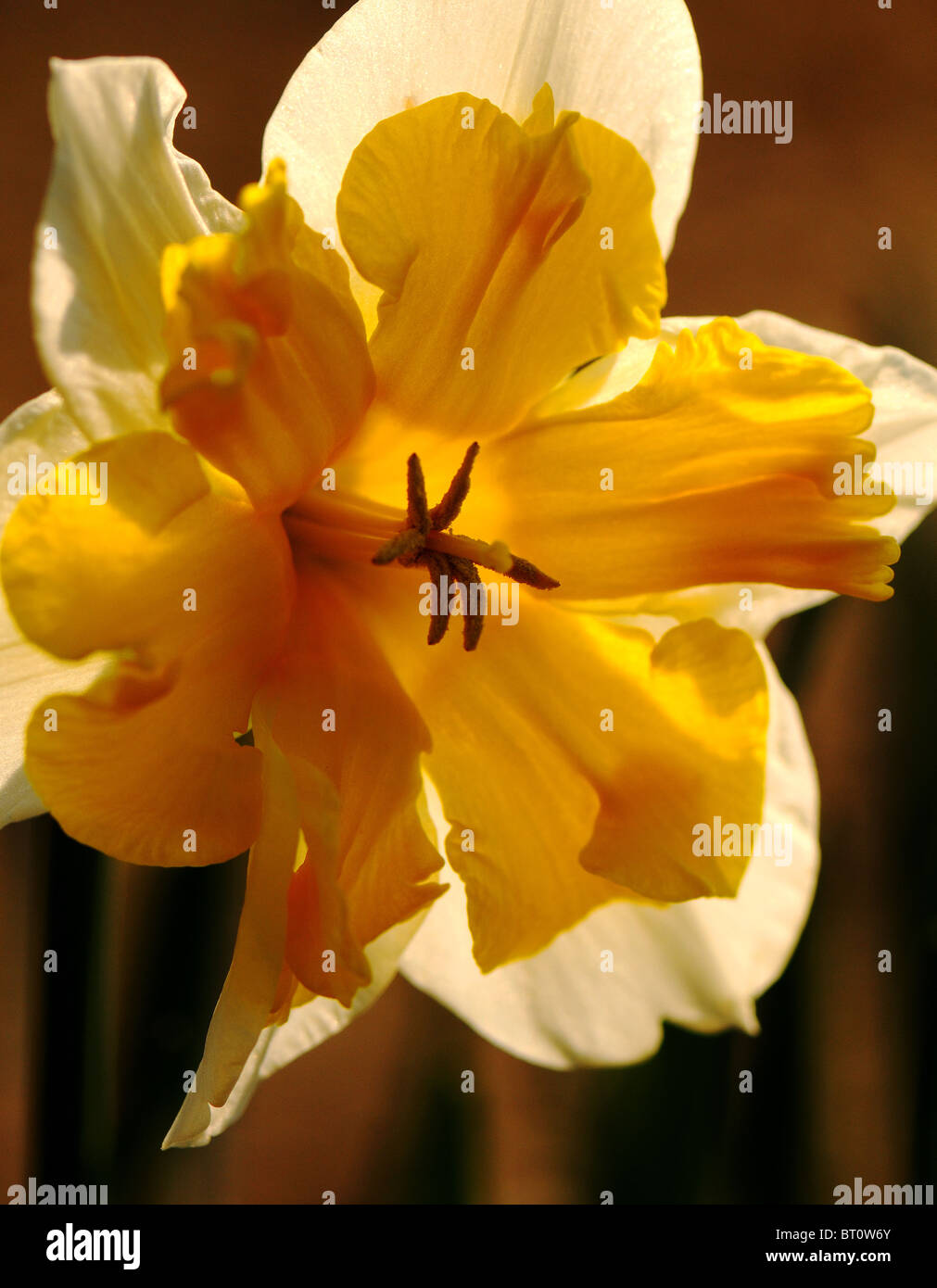 Spring daffodils catching the sun Stock Photo - Alamy